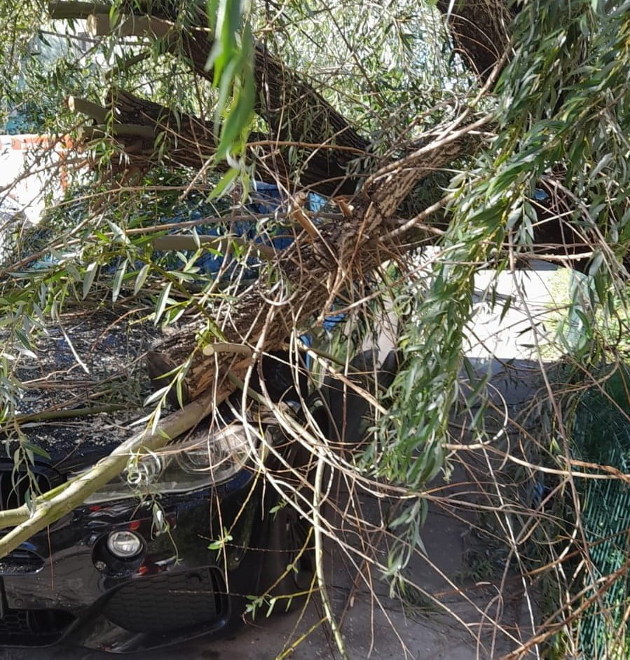 Vântul puternic creează probleme în Craiova. Copac căzut peste o mașină ...